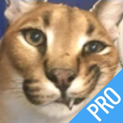 Survival with Floppa.Exclusive for Android/iOS - TapTap