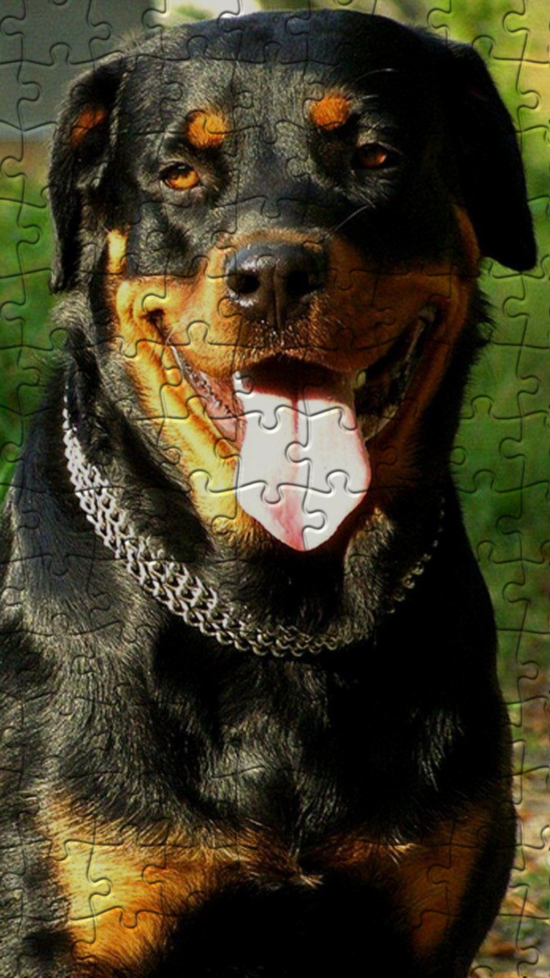Download Rottweiler Puzzles 1.0 for Android/iOS APK - TapTap