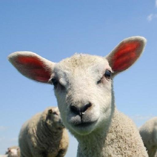 Flappy Sheep android iOS-TapTap