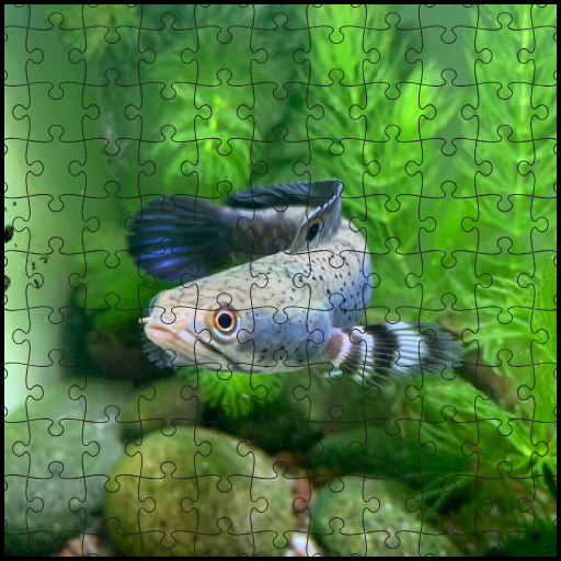 Channa Fish Jigsaw Puzzle Game for Android/iOS - TapTap