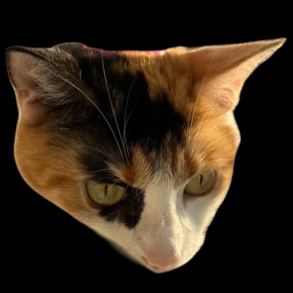 Angry Nala Latest Version for Android/iOS APK - TapTap