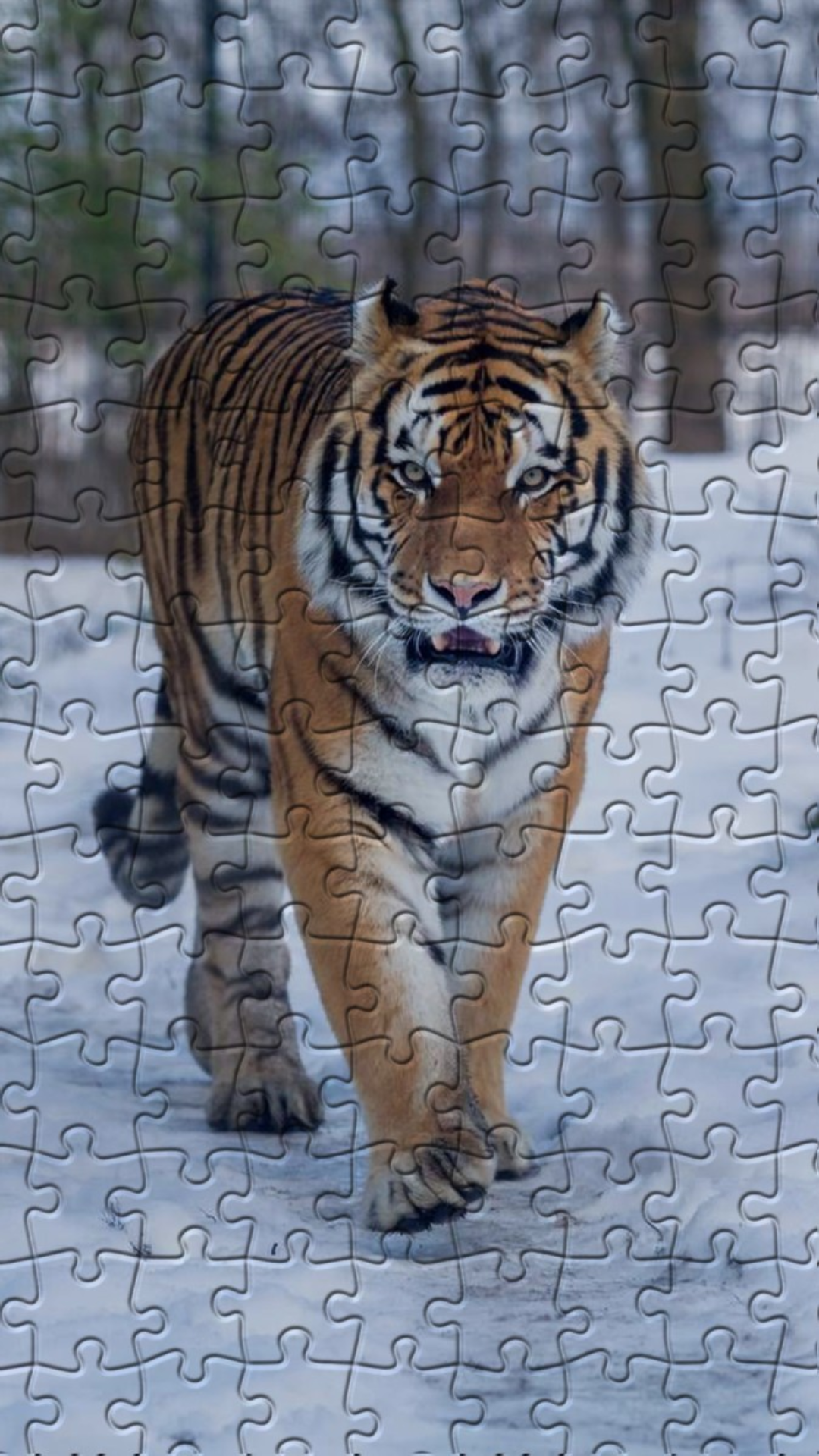 Tiger Puzzles android iOS apk download for free-TapTap