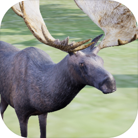Happy Moose Simulator android iOS apk download for free-TapTap