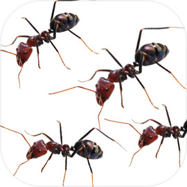 Ant Simulator - Cat Toys android iOS apk download for free-TapTap