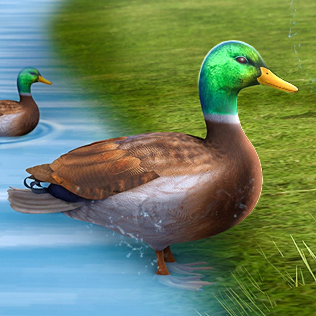 Real Duck Life Simulator 3D for Android/iOS - TapTap