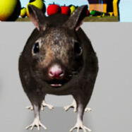 RAT MEMORY android iOS-TapTap