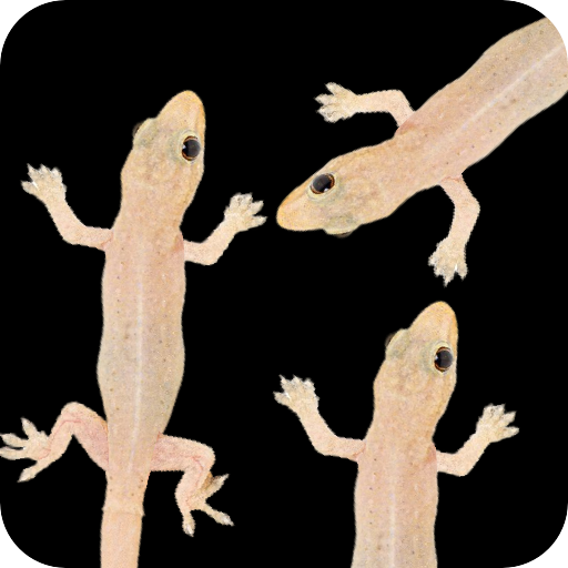 House Lizard Simulator for Android/iOS - TapTap