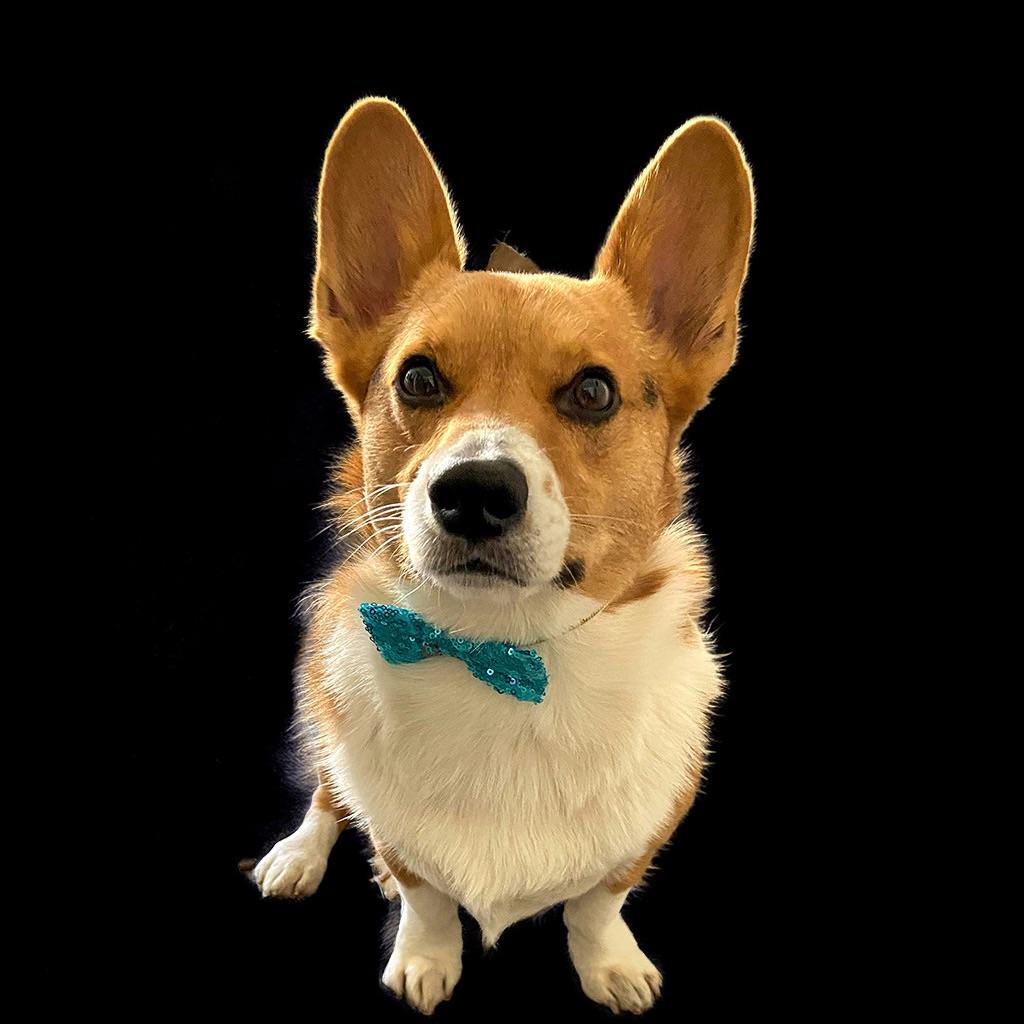 Dog Face Puzzles Latest Version for Android/iOS APK - TapTap