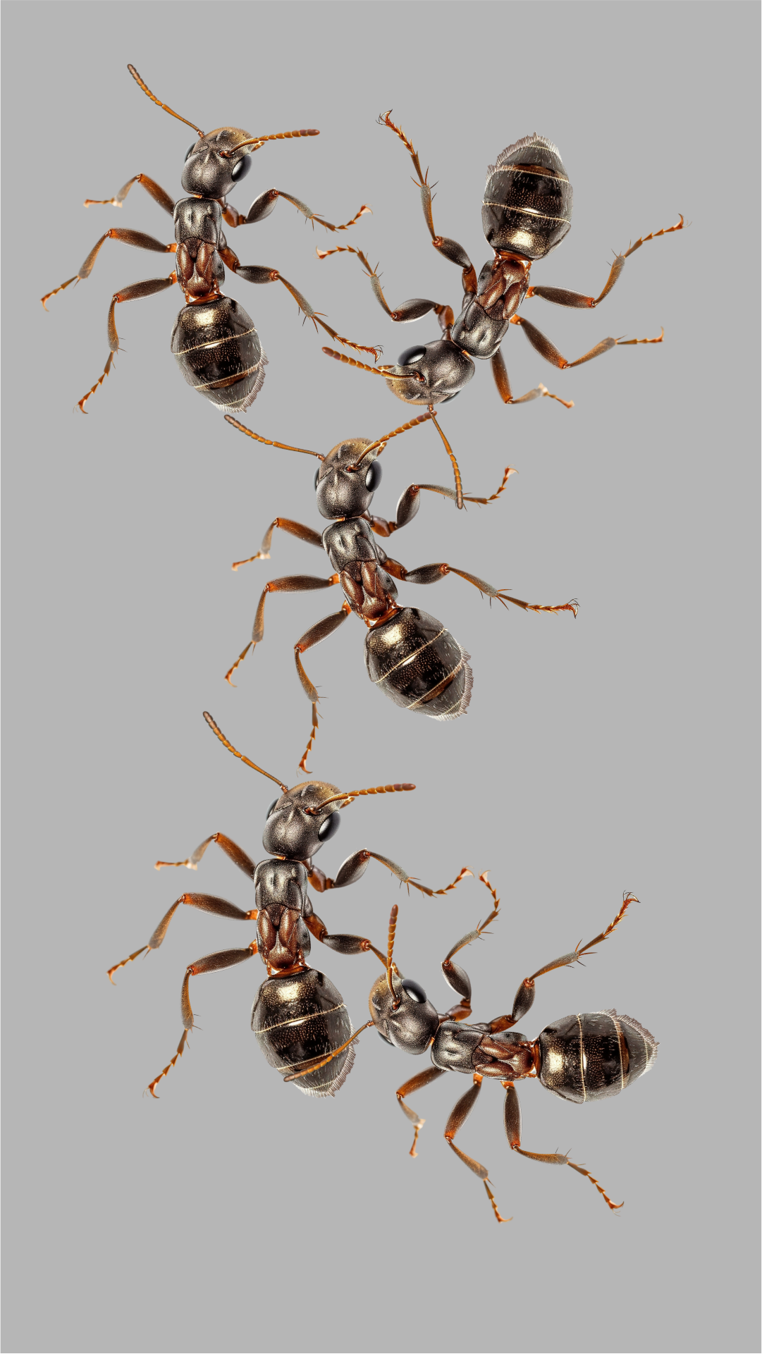 Ant Simulator - Cat Toys android iOS apk download for free-TapTap