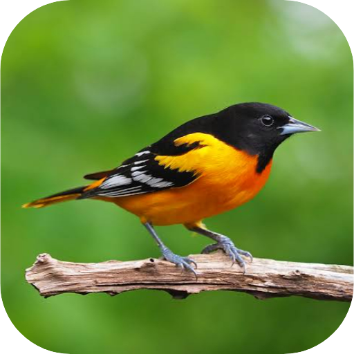 Flippy Bird Latest Version for Android/iOS APK - TapTap